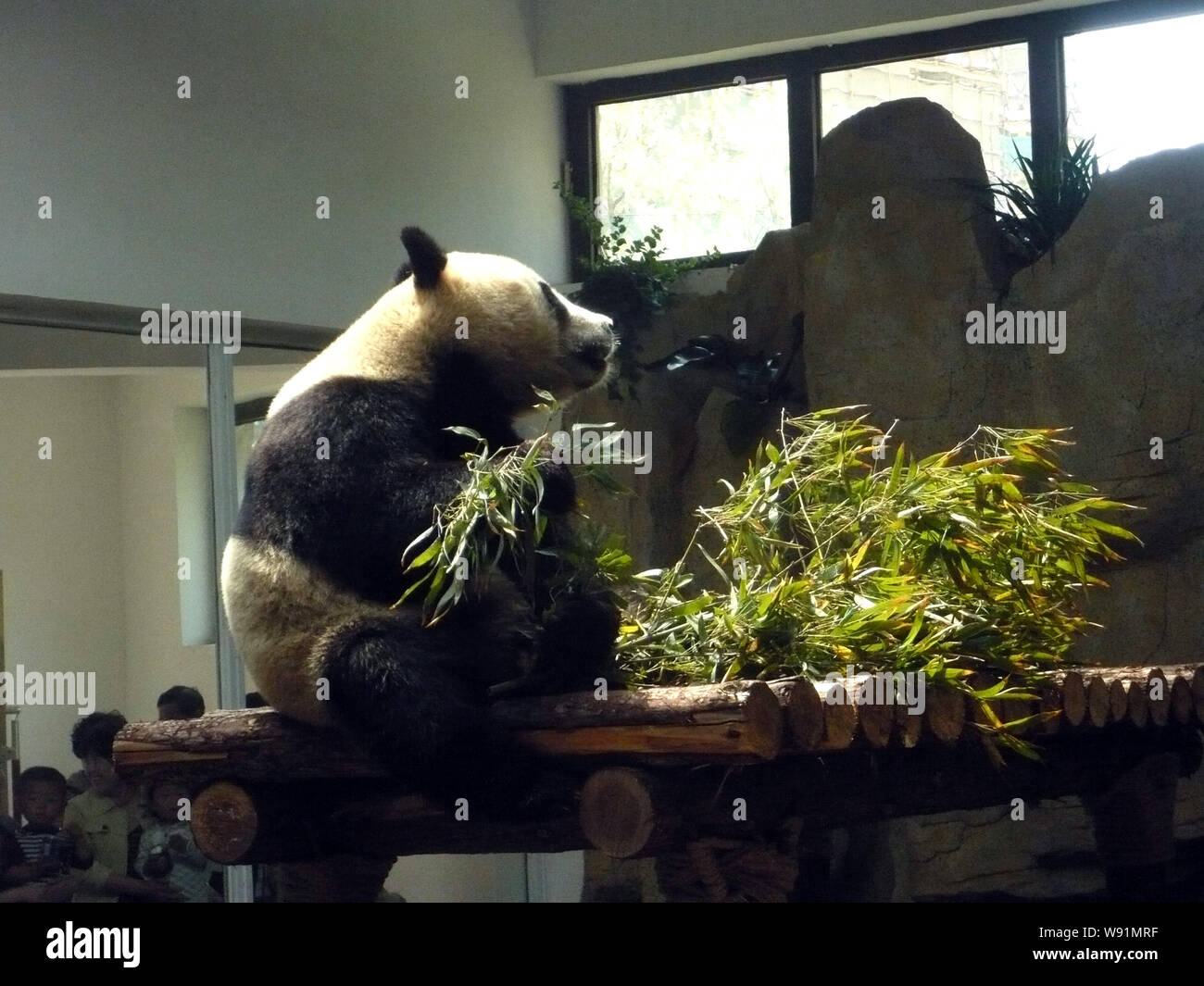 Giant panda Dong Dong eats bamboos at the zoo in Jinan city, east ...
