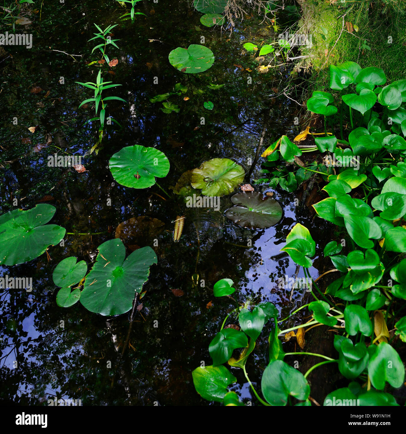 beautiful overgrown pond in the forest, square photo Stock Photo - Alamy