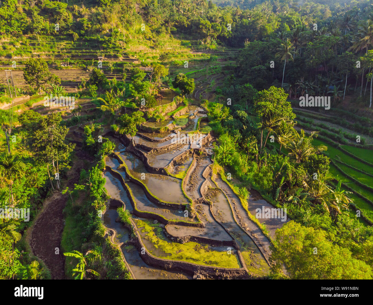 Green cascade rice field plantation at Bali, Indonesia Stock Photo - Alamy