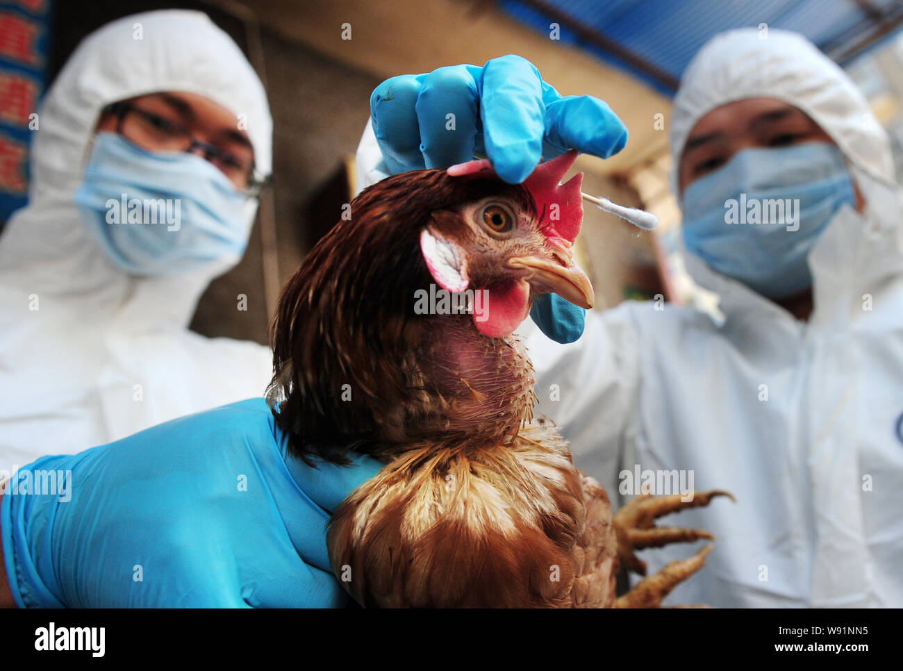 Chinese workers from the local animal epidemic prevention and control ...