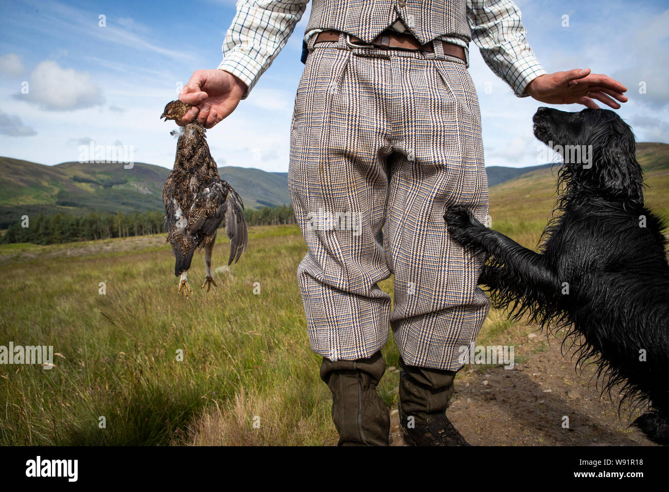 Head keeper Mark Palmer, with Paddy the dog, member of a shooting party ...