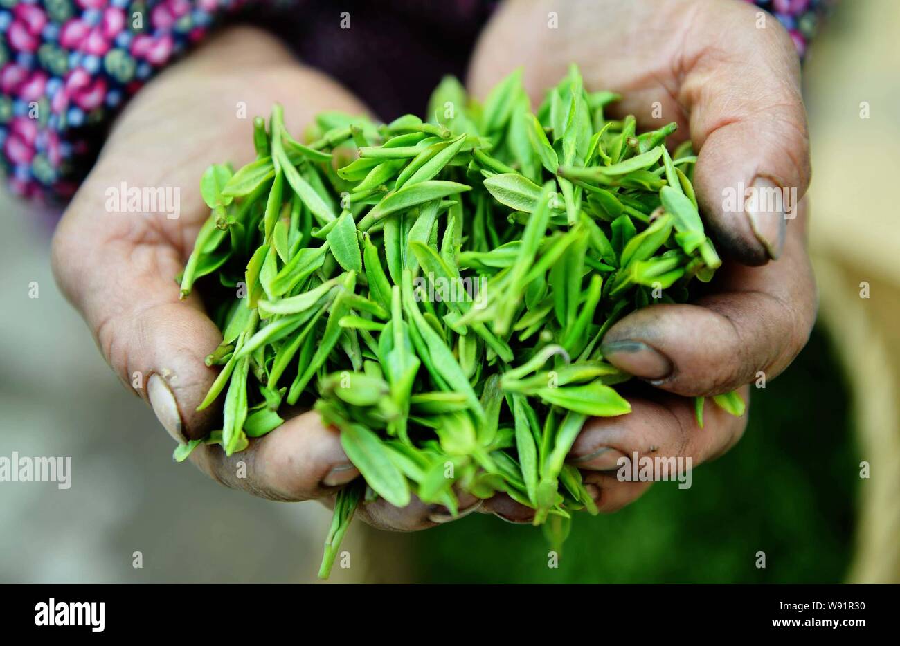 Hangzhou china dragon well tea hi-res stock photography and images - Alamy