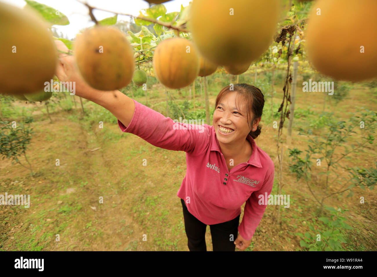 Monk Fruit Tree