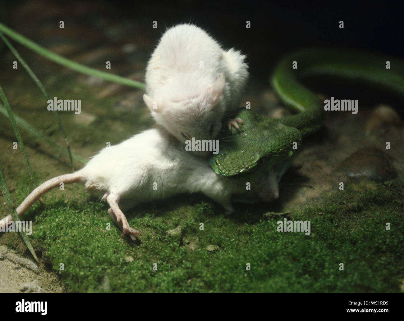 Mouse tries hi-res stock photography and images - Alamy