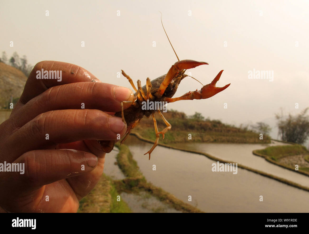 A farmer shows a crayfish captured in the rice terraces in Yuanyang ...