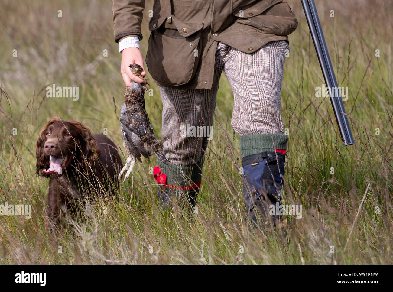 Milo the dog, with a shooting party on the moors at the Rottal Estate ...