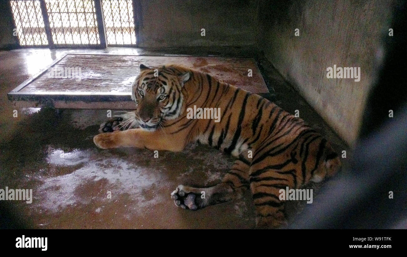 The South China tiger, which attacked a keeper to death, is pictured ...