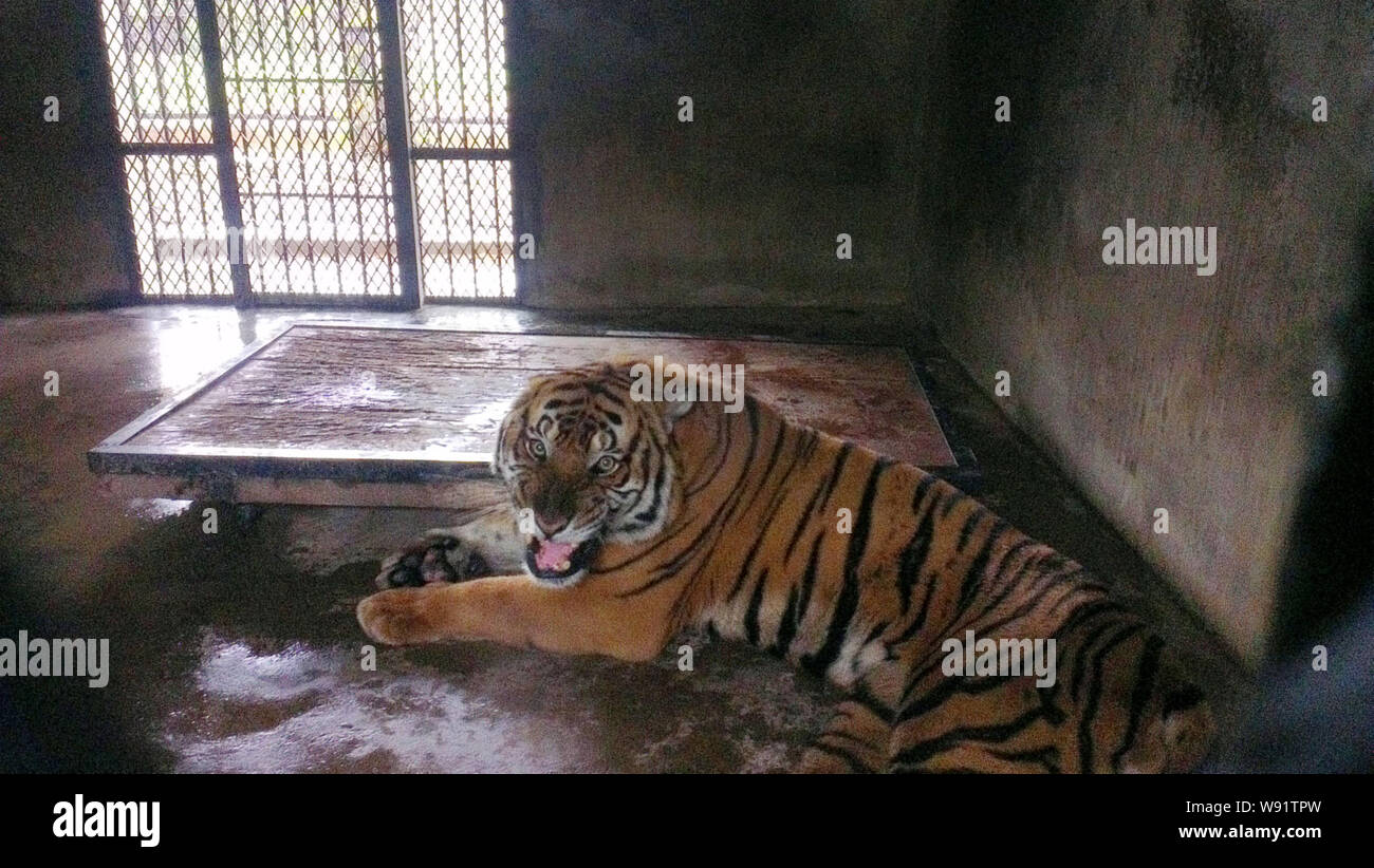The South China tiger, which attacked a keeper to death, roars inside ...