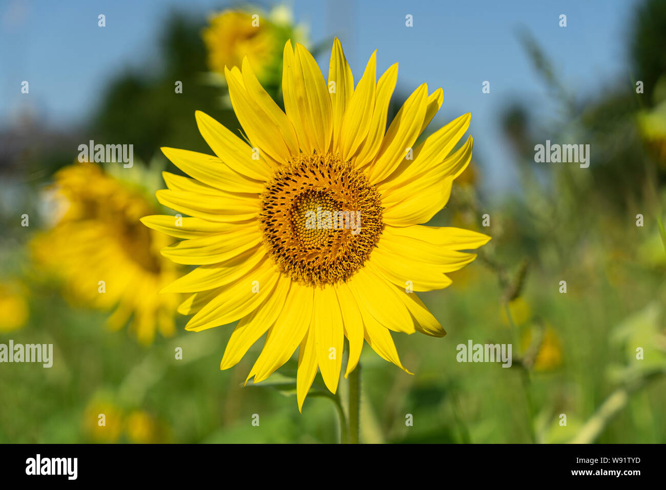 Sunflower field in sunny summer hi-res stock photography and images - Alamy