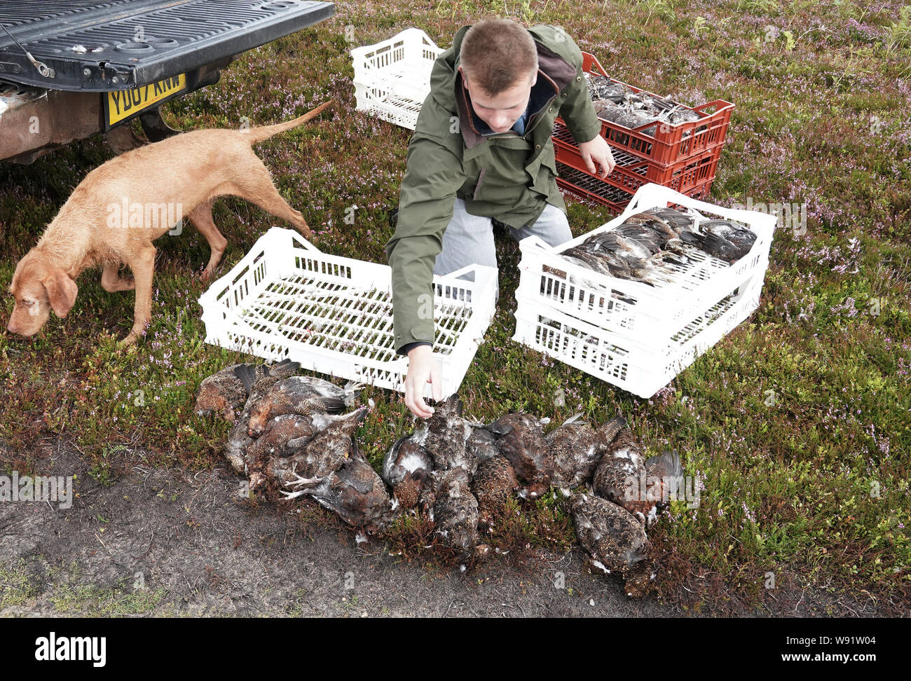 Dead grouse are lined up on a moor near Ripon, North Yorkshire, as the ...