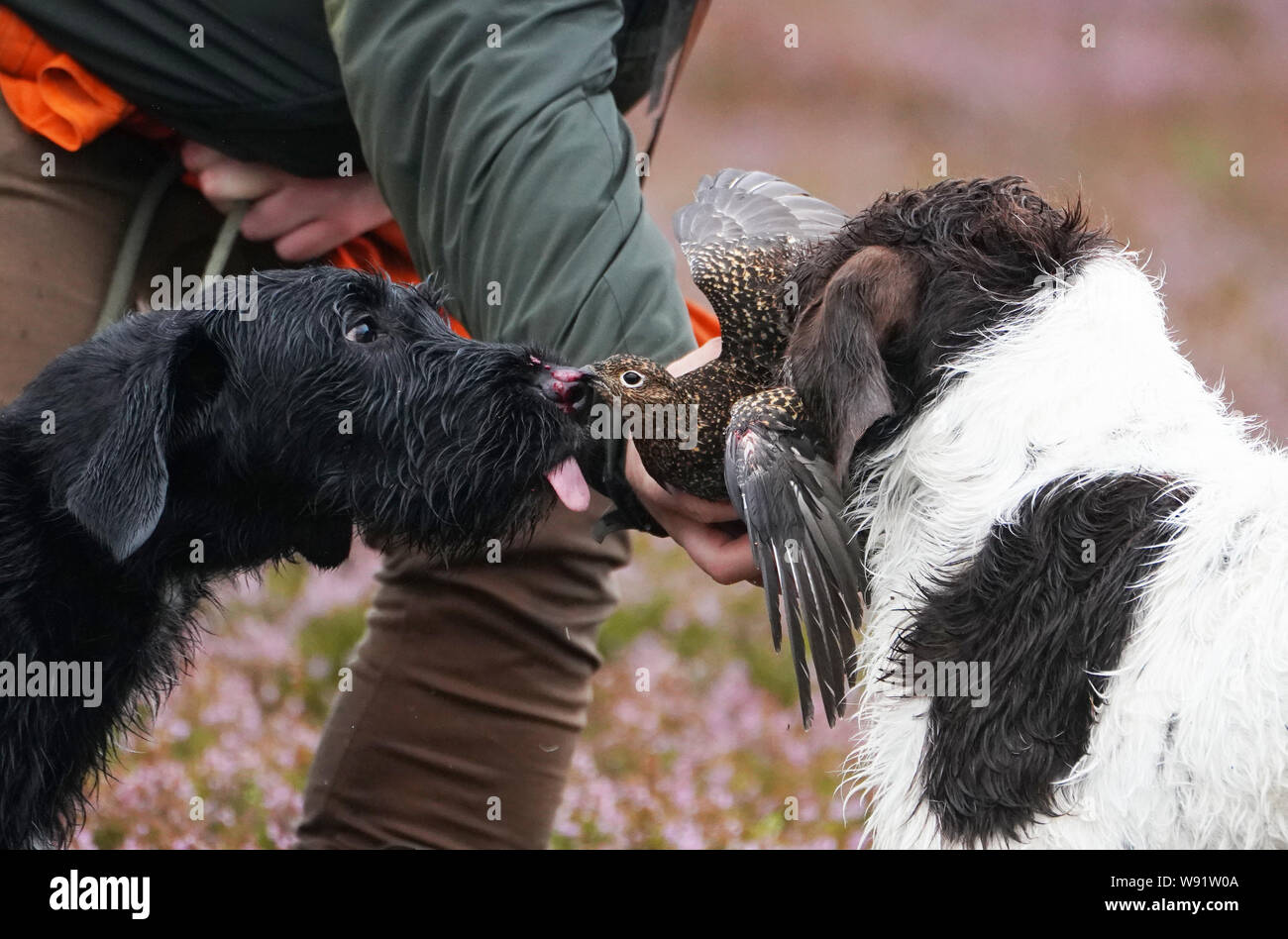 Dogs with a grouse on a moor near Ripon, North Yorkshire, as the ...