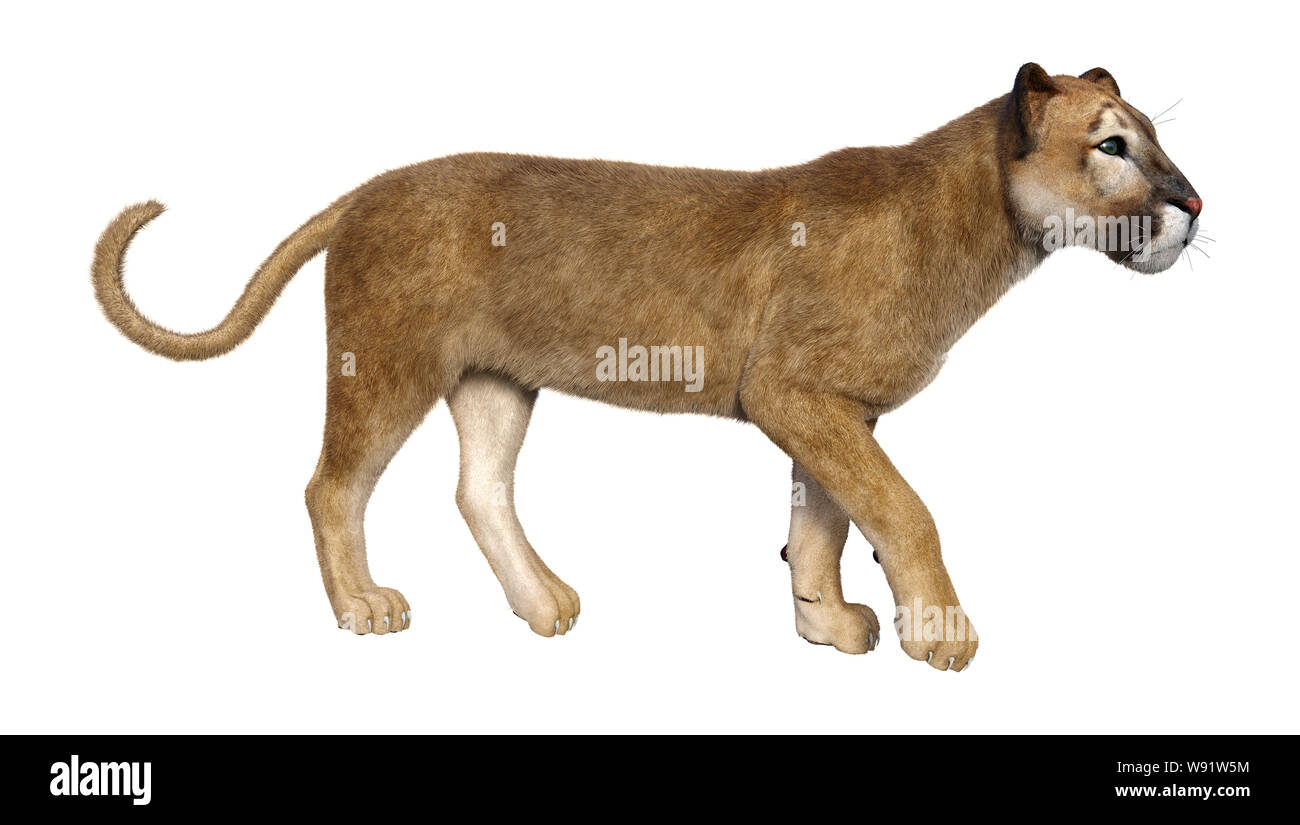 3D rendering of a big cat puma isolated on white background Stock Photo ...