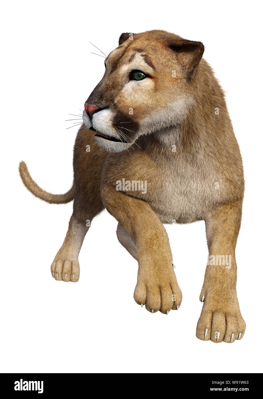 3D rendering of a big cat puma isolated on white background Stock Photo ...