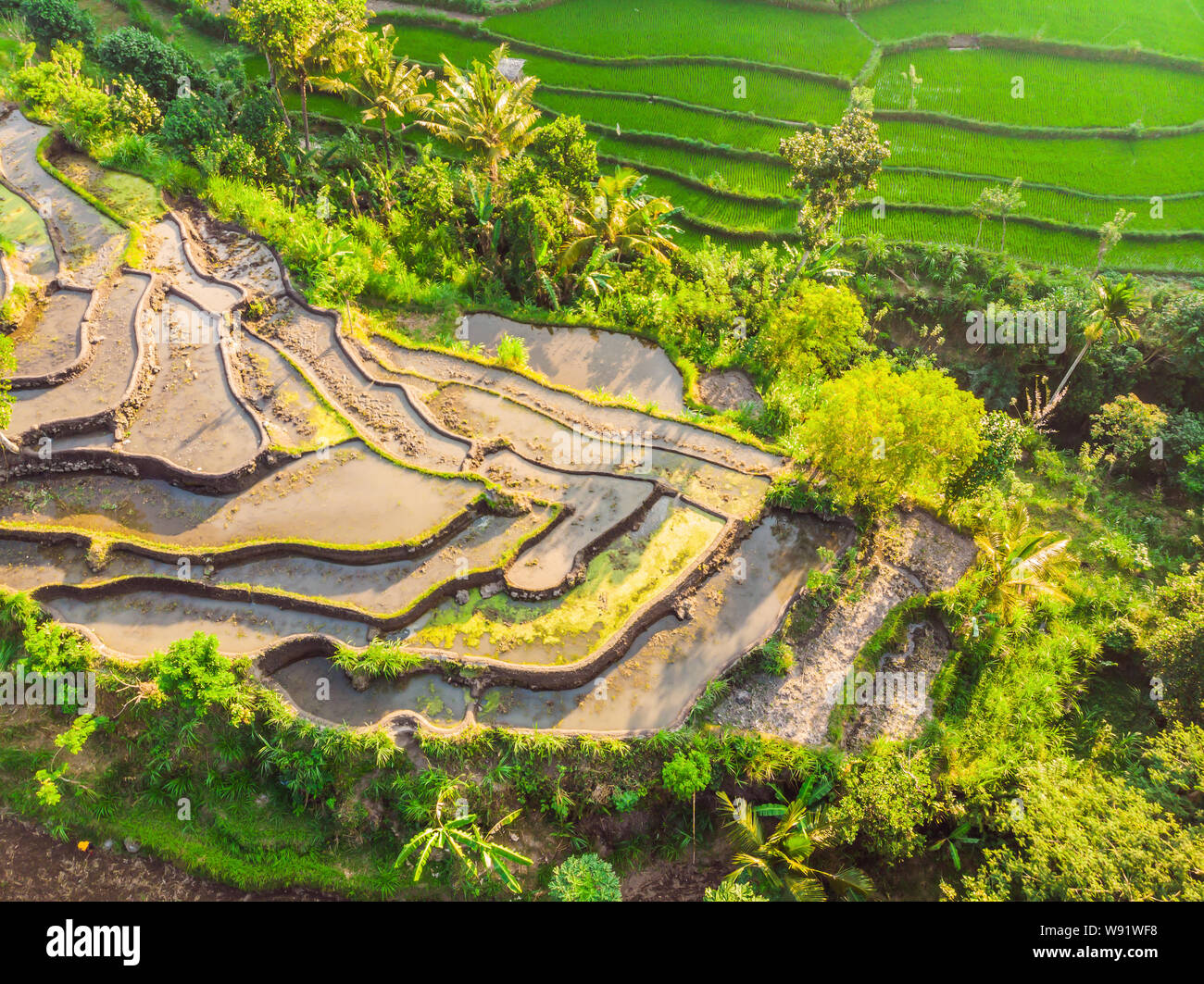Japan rice field water management hi-res stock photography and images ...