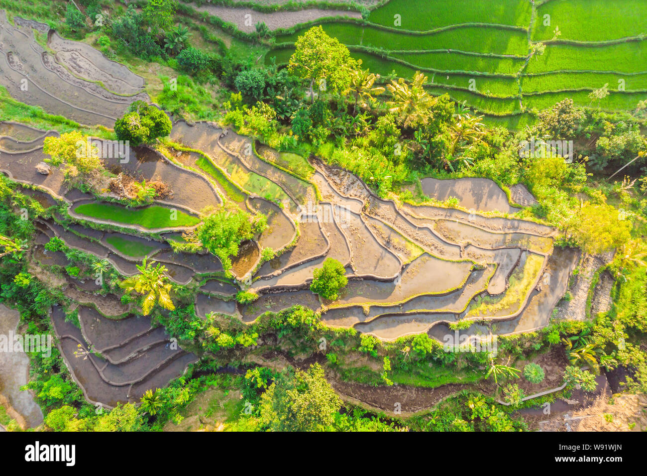 Green cascade rice field plantation at Bali, Indonesia Stock Photo - Alamy