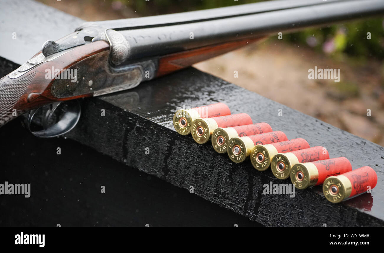 A shotgun and cartridges on a moor near Ripon, North Yorkshire, as the ...