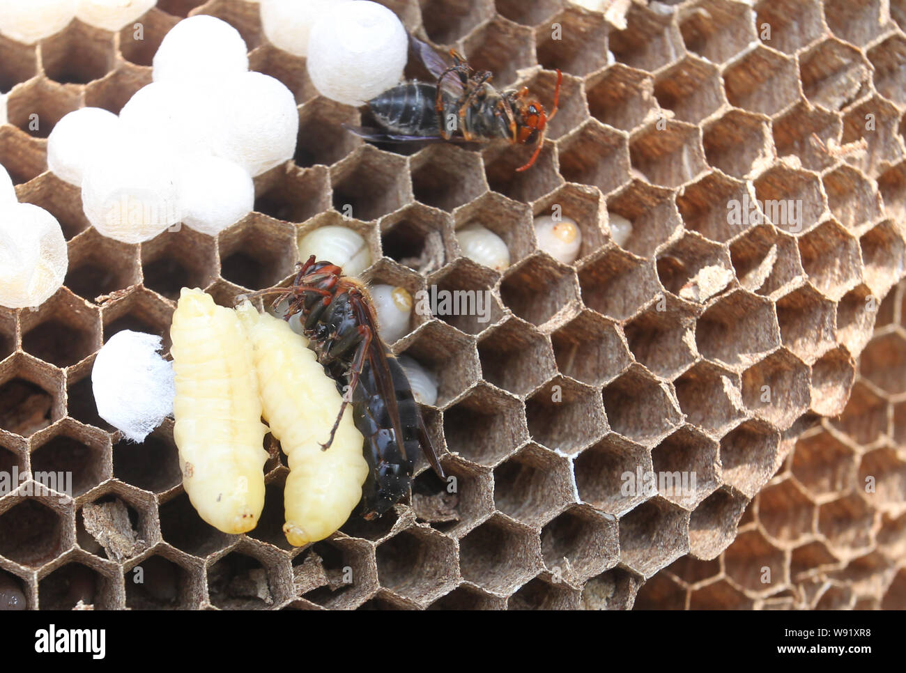 Killed wasps hi-res stock photography and images - Alamy