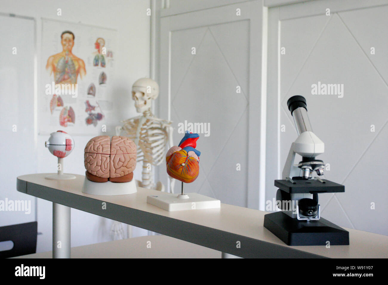 Educational microscope and human organs in biology classroom Stock ...