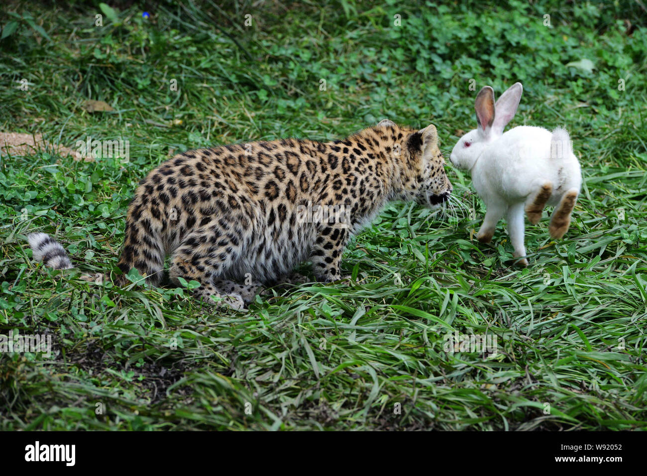 Leopard and rabbit hi-res stock photography and images - Alamy
