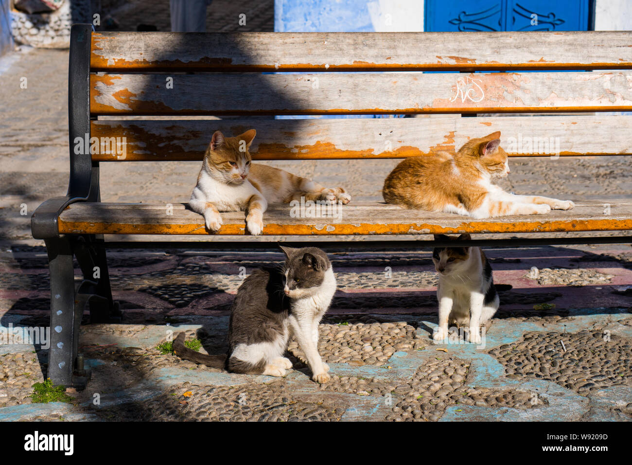 Four cats hi-res stock photography and images - Alamy