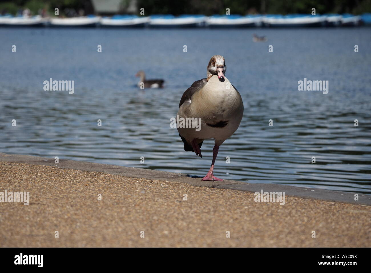 Big duck hi-res stock photography and images - Alamy