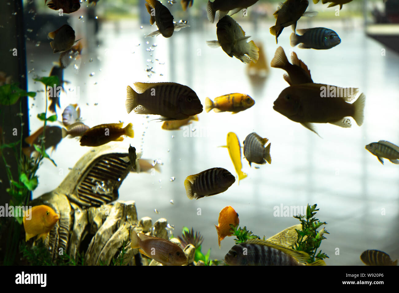 Fish in the aquarium. Tropical fish with corals and algae in the water. Beautiful background of ...