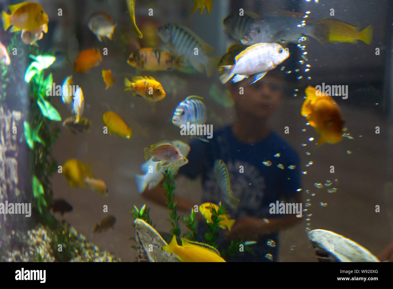 Fish in the aquarium. Tropical fish with corals and algae in the water. Beautiful background of ...