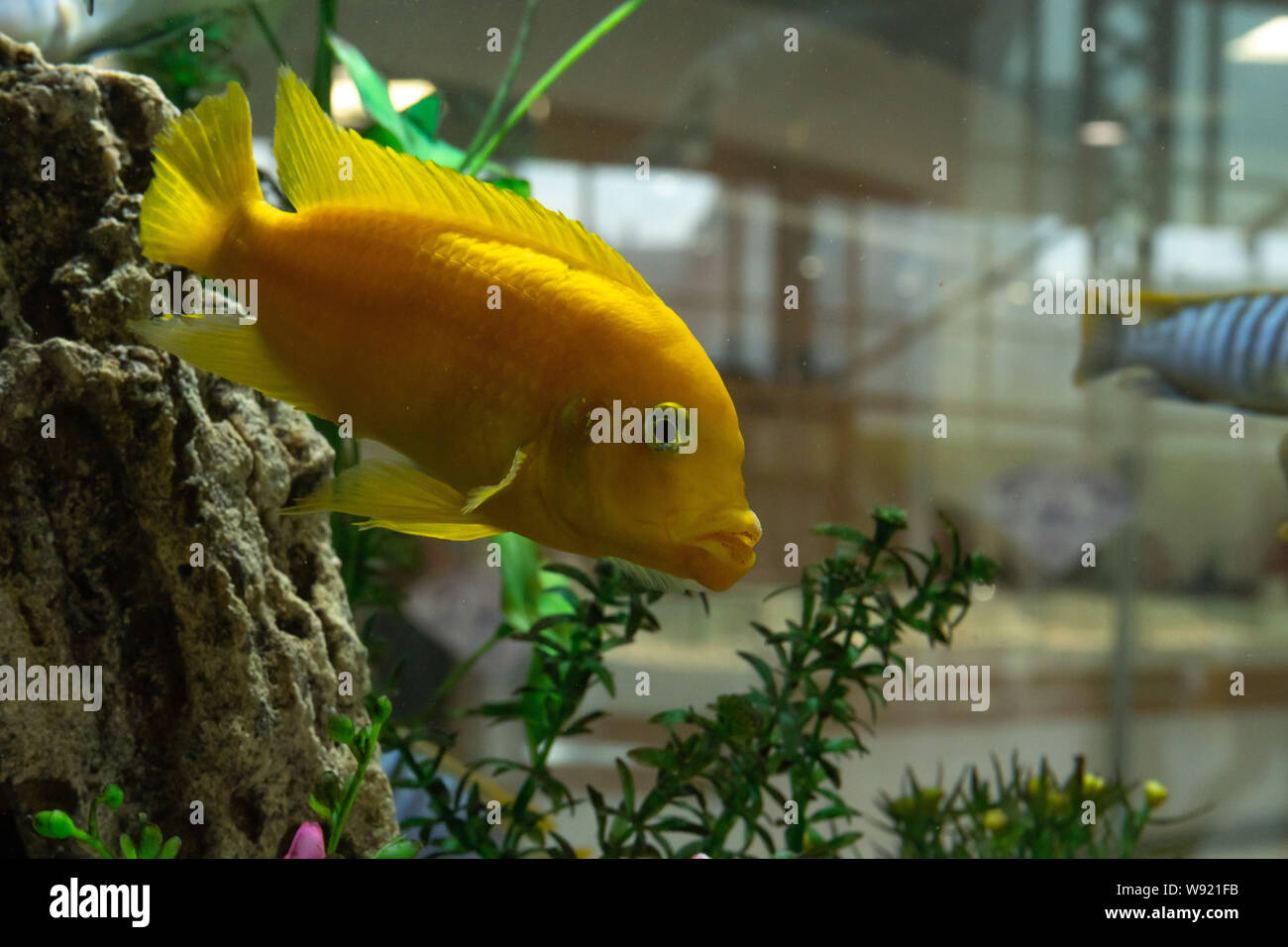 Fish in the aquarium. Tropical fish with corals and algae in the water. Beautiful background of ...