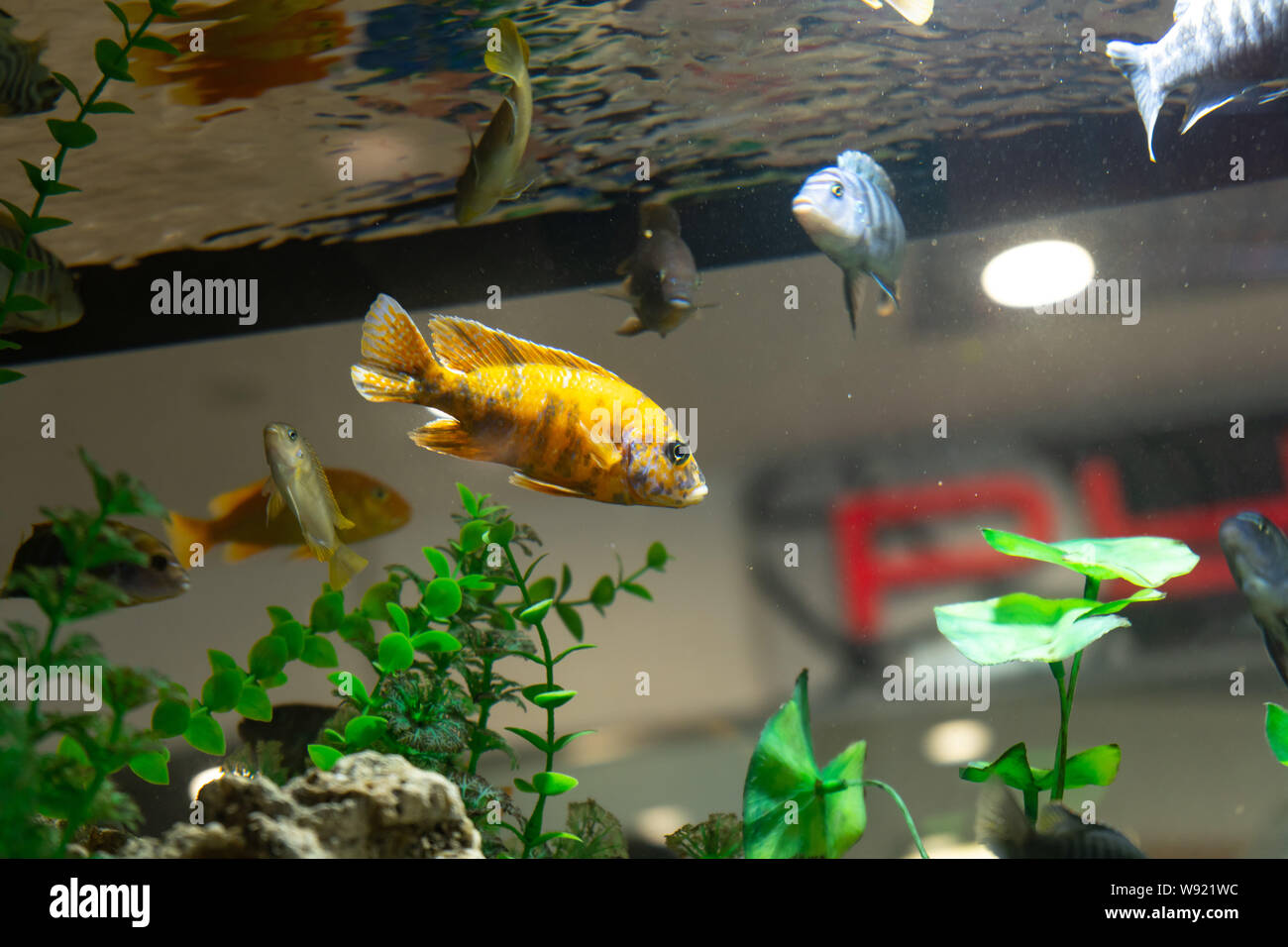 Fish in the aquarium. Tropical fish with corals and algae in the water. Beautiful background of ...