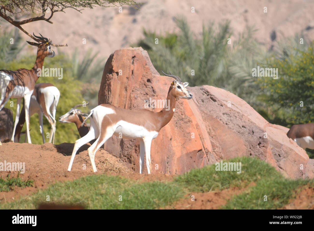 Springbok ears hi-res stock photography and images - Alamy