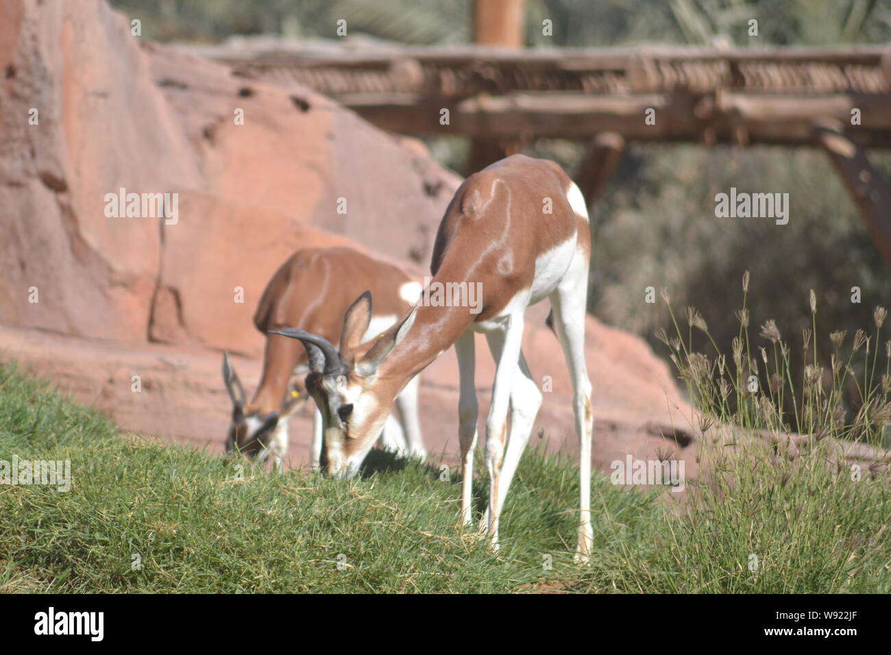 Springbok Antelope Eating High Resolution Stock Photography and Images ...
