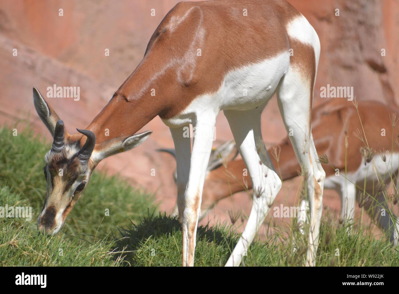 Springbok ears hi-res stock photography and images - Alamy