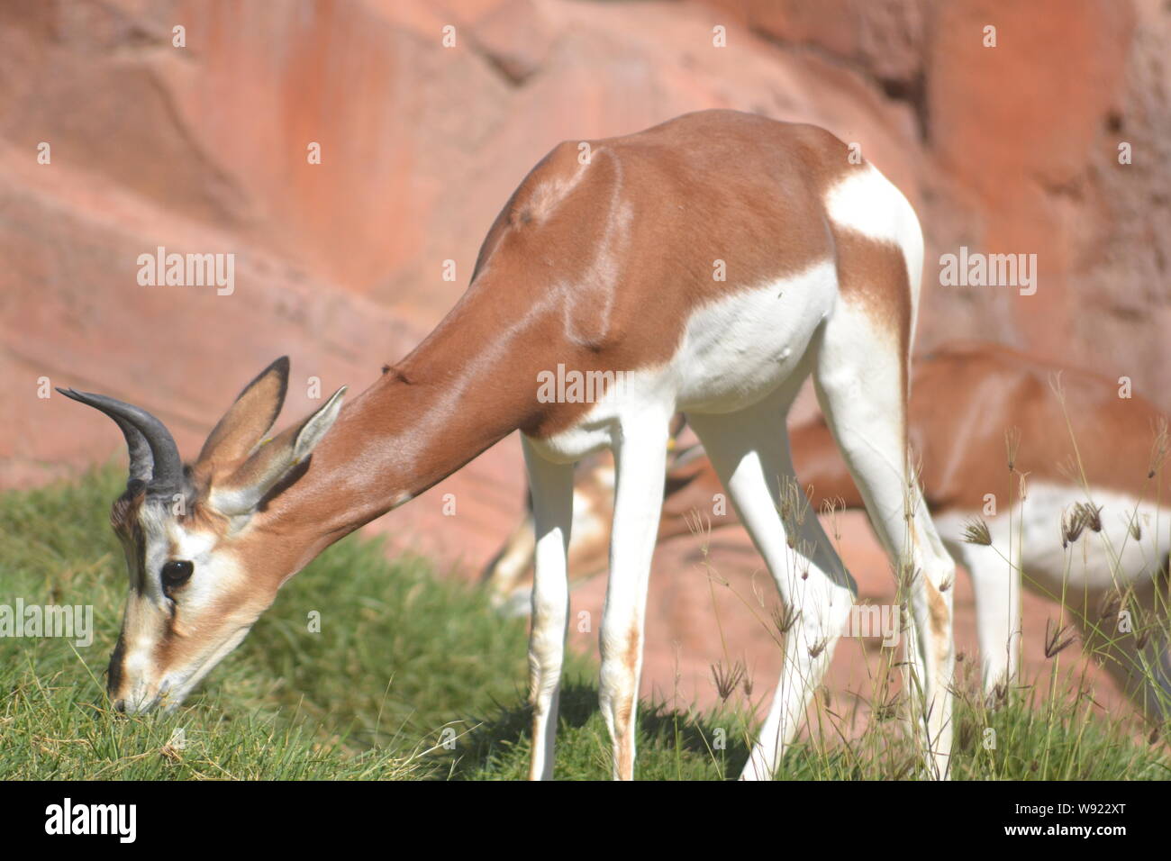White Springbuck
