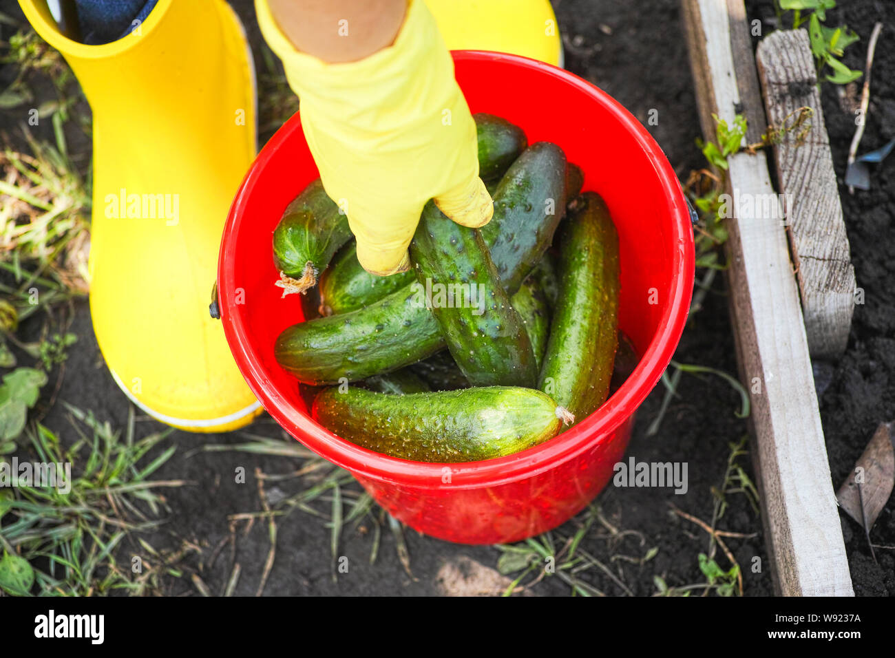 Hold Bucket High Resolution Stock Photography and Images - Alamy