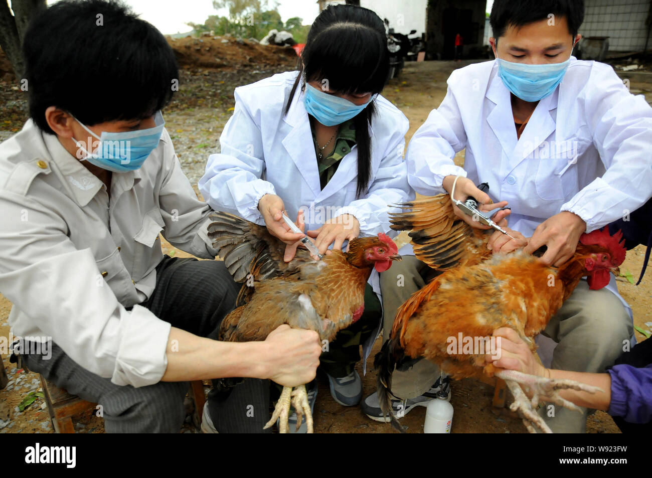 Chinese technicians of the local animal epidemic disease prevention and ...