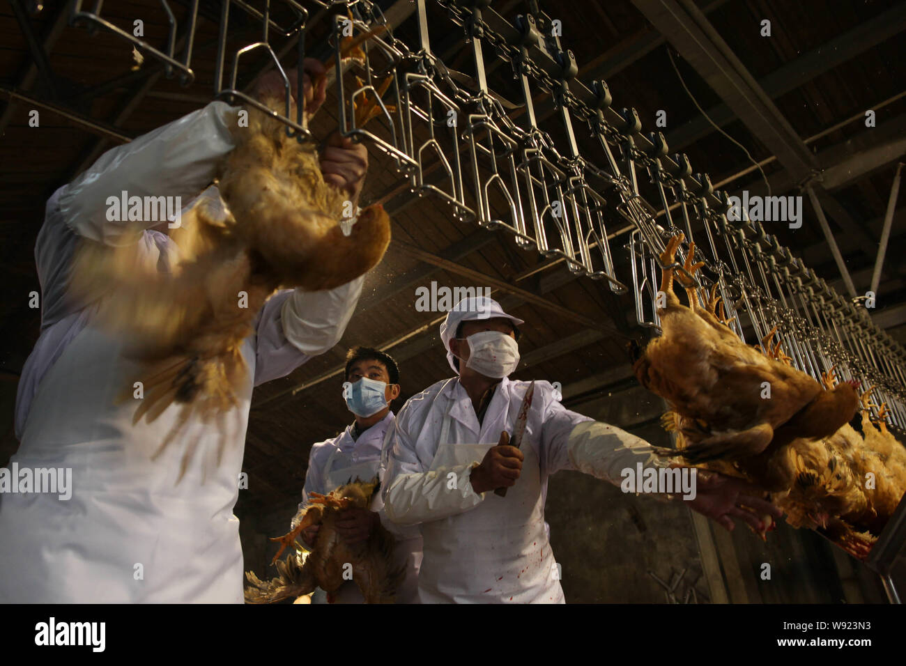 Chinese workers slaughter chickens at a poultry slaughterhouse in ...