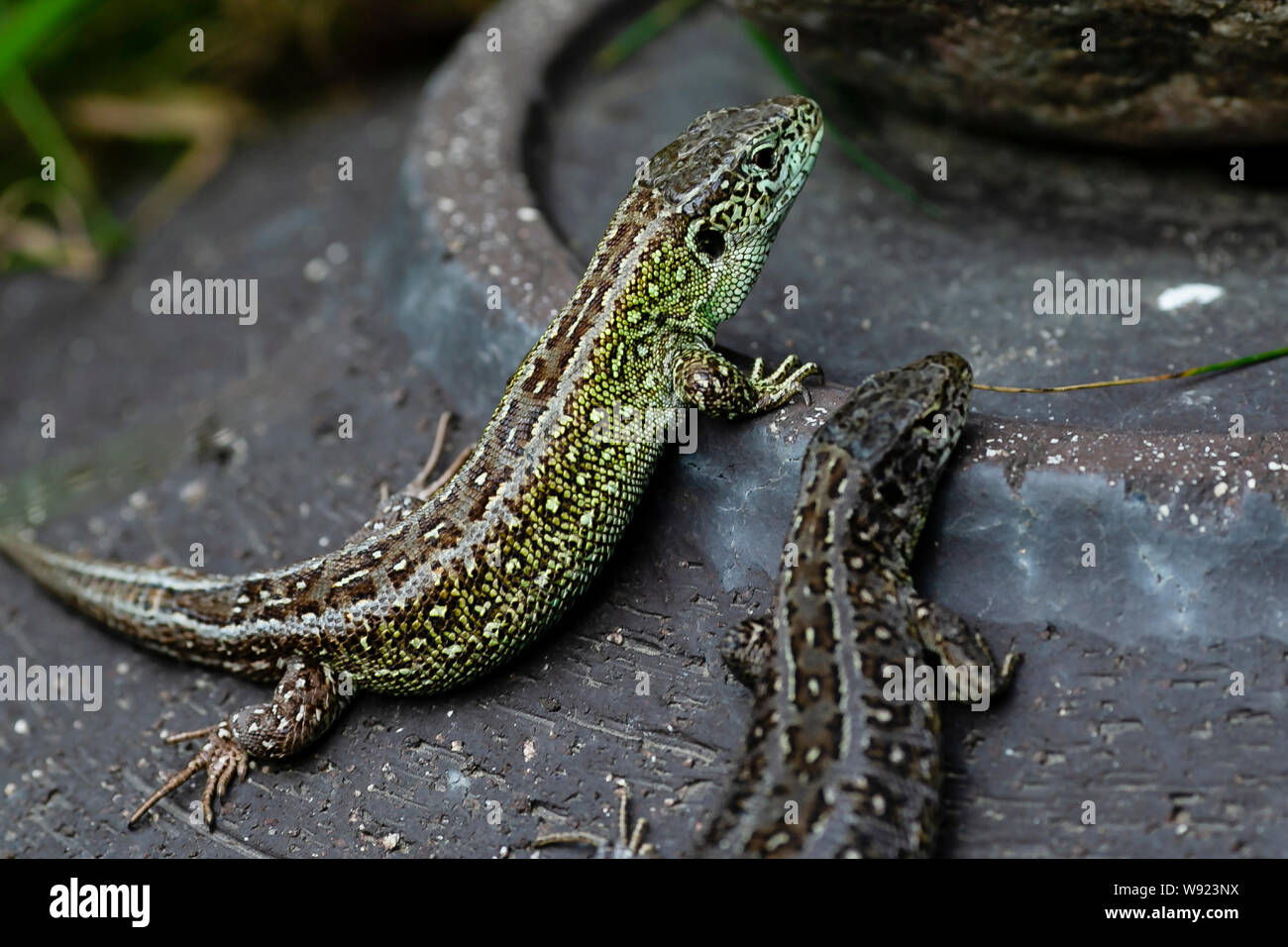 Kiel, Germany. 09th Aug, 2019. Two old animals of sand lizards sit on a ...