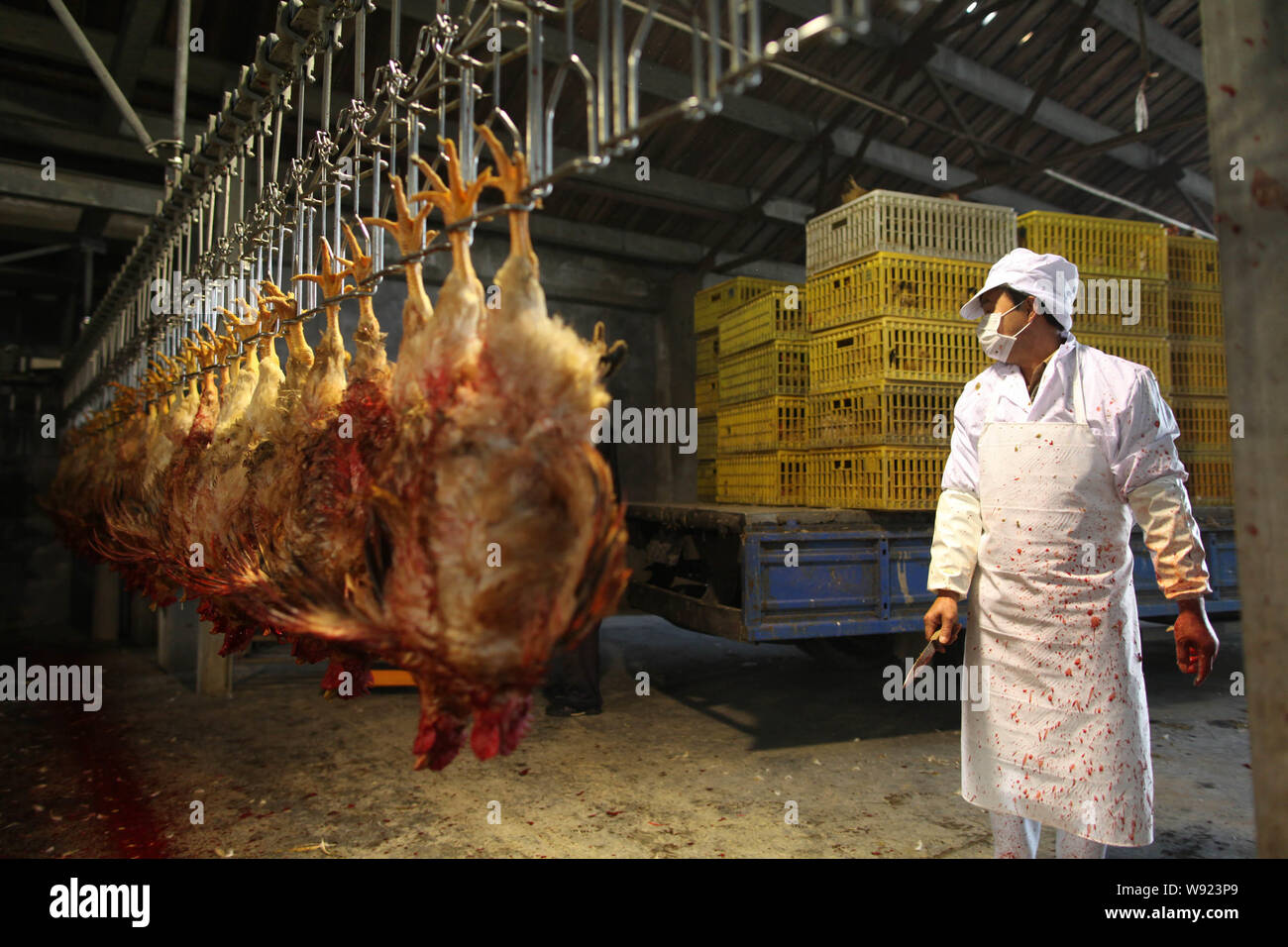 Poultry slaughterhouse hi-res stock photography and images - Alamy
