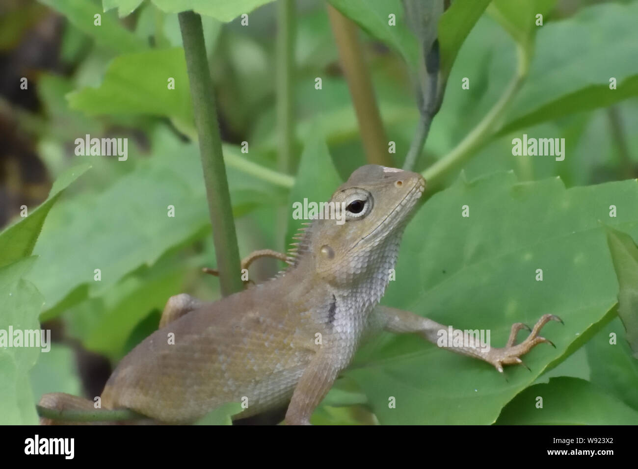 Lizad hi-res stock photography and images - Alamy