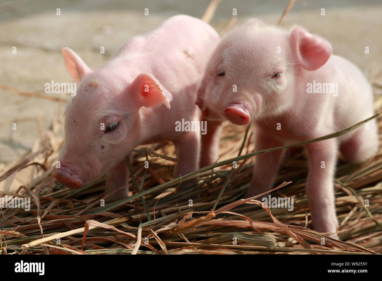 The piglet, right, with three eyes, two noses and two mouths is ...