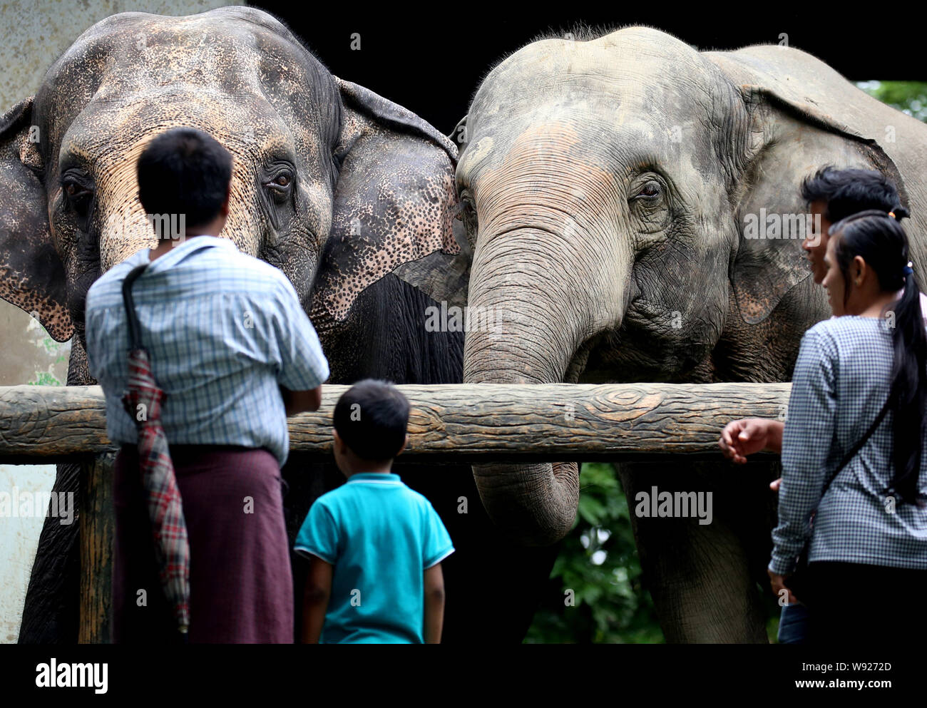 Yangon. 12th Aug, 2019. Tourists view Asian elephants at the Yangon ...