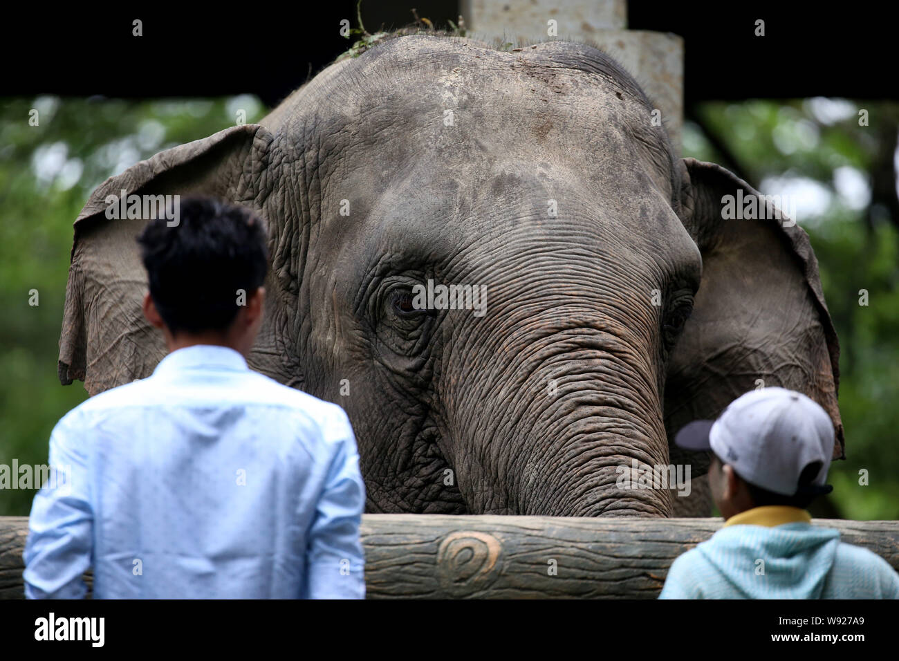 Yangon. 12th Aug, 2019. Tourists view an Asian elephant at the Yangon ...