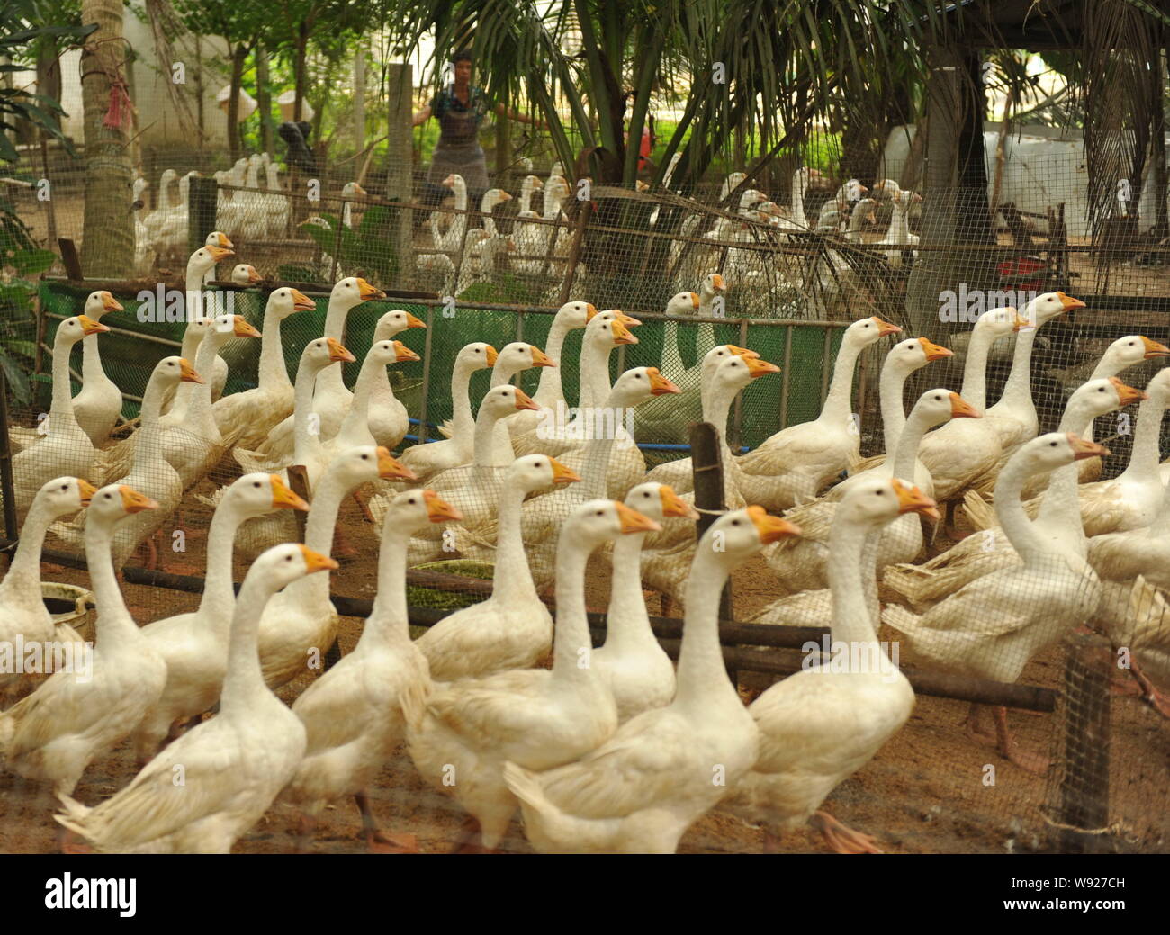 7 Geese High Resolution Stock Photography and Images - Alamy