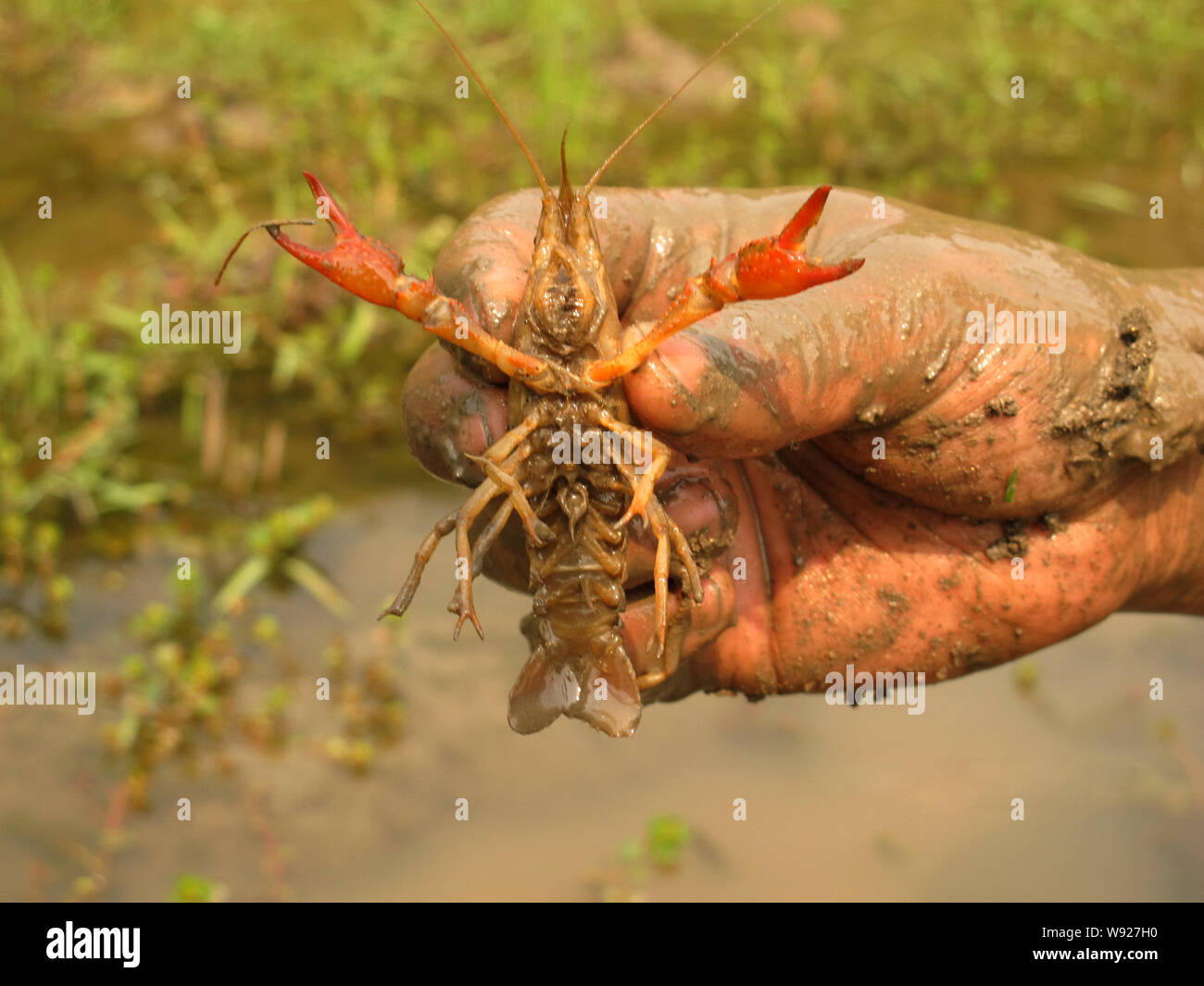 A farmer shows a crayfish captured in the rice terraces in Yuanyang ...