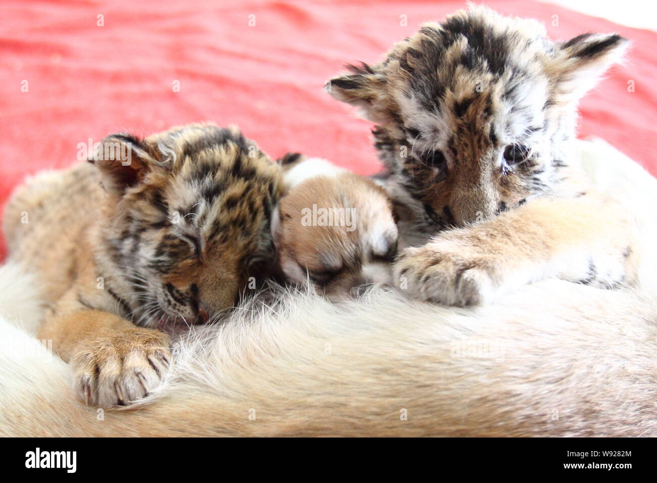 Two Siberian tiger cubs and baby dogs are breastfed by a mother dog at ...