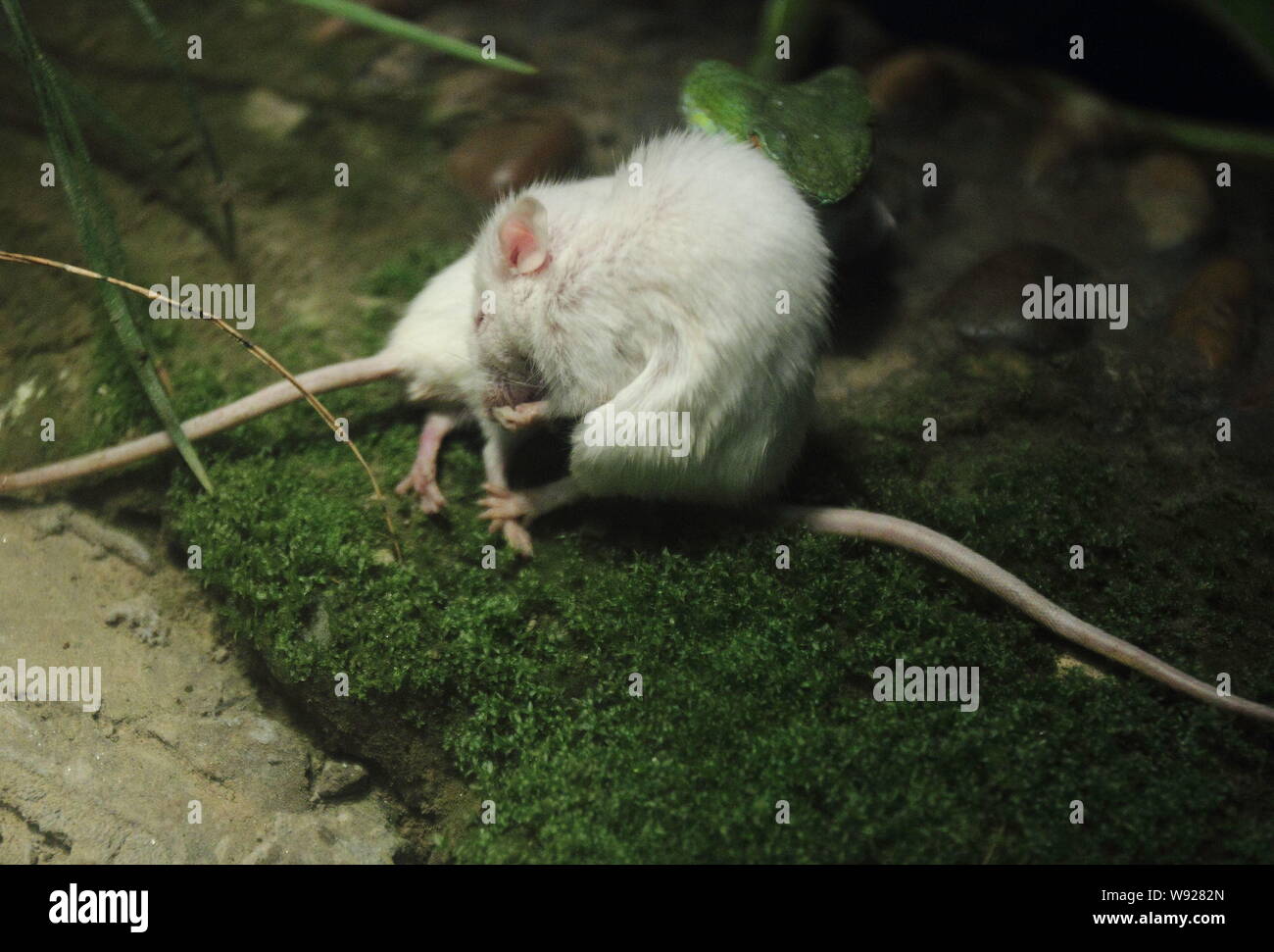 A white mouse tries to rescue another killed and being swallowed by a ...