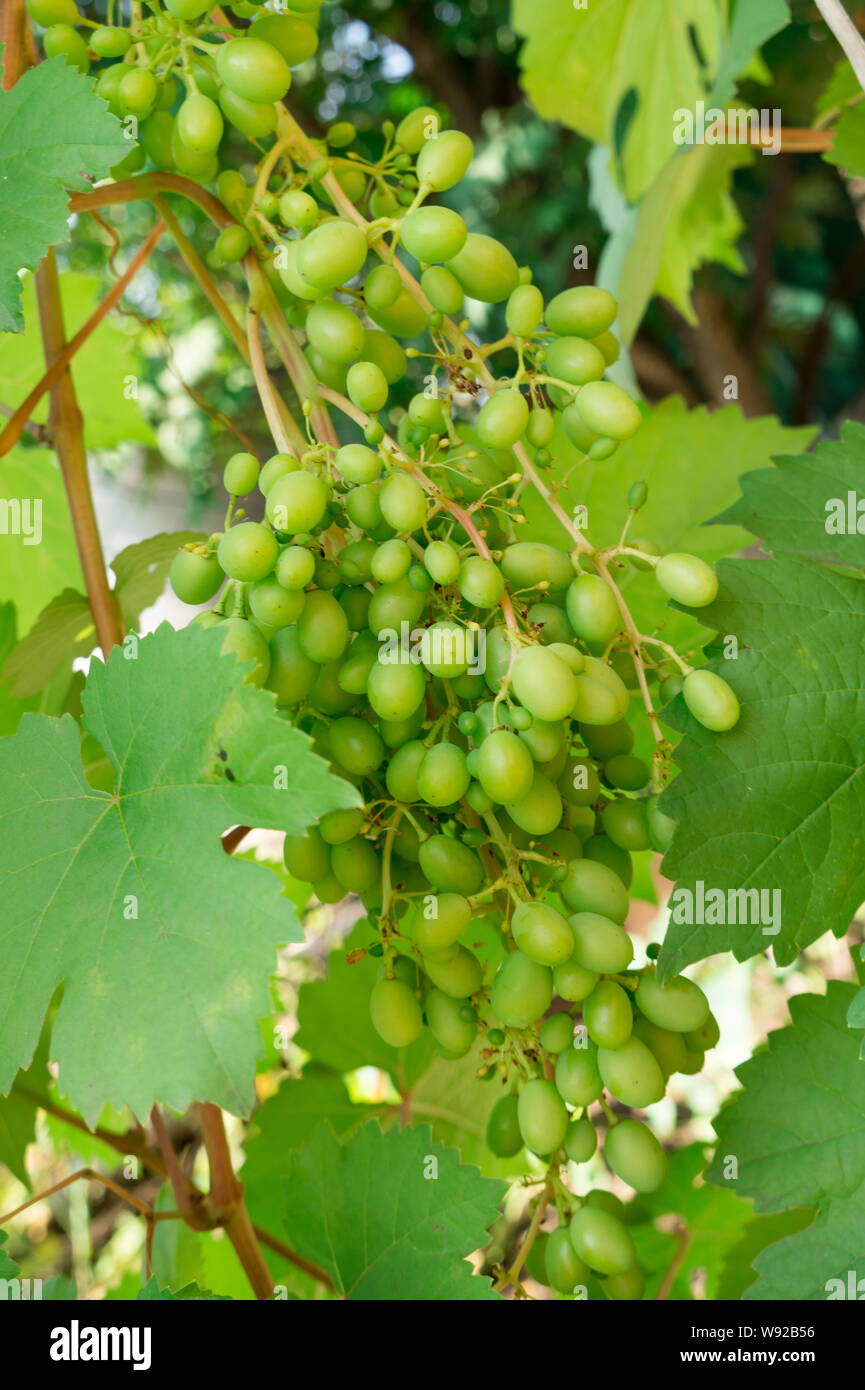 Growing grapes on the vine. Summer harvest. Green grapes on a Bush ...