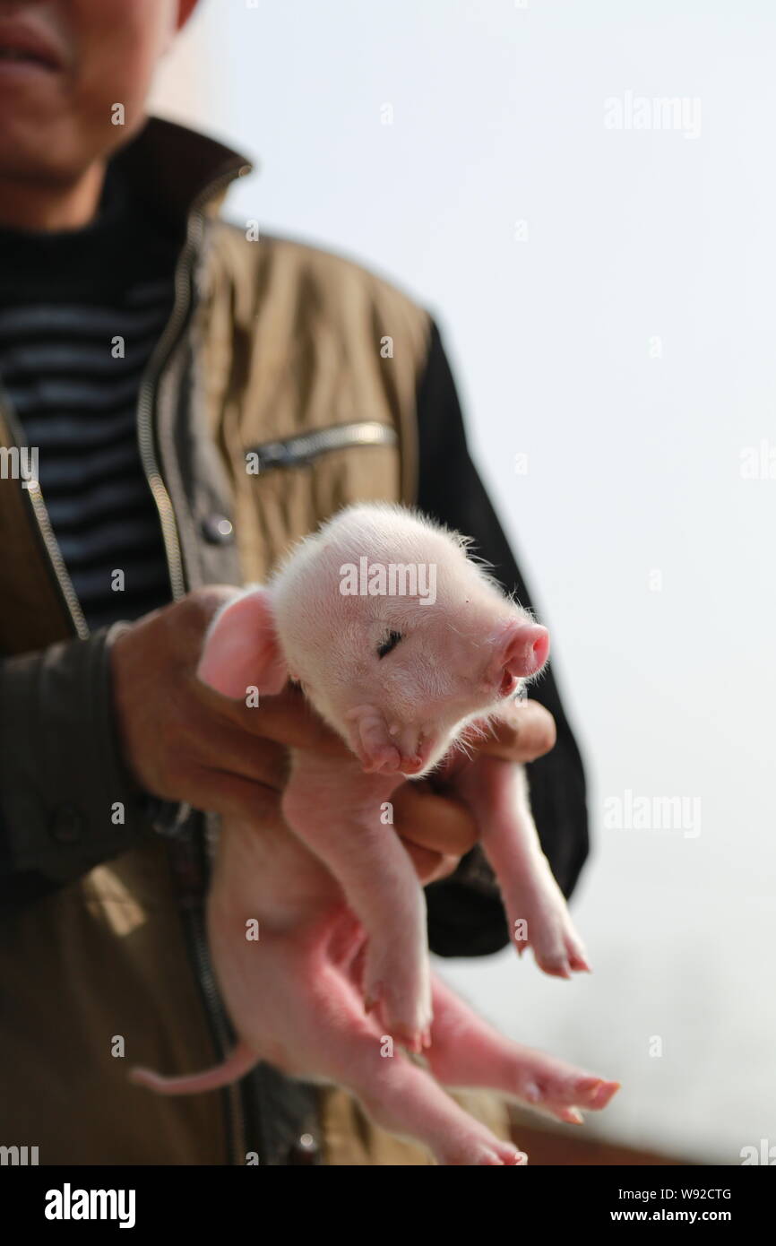 A villager holds the piglet with three eyes, two noses and two mouths ...