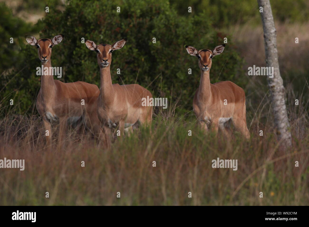 Impala Skin High Resolution Stock Photography and Images - Alamy