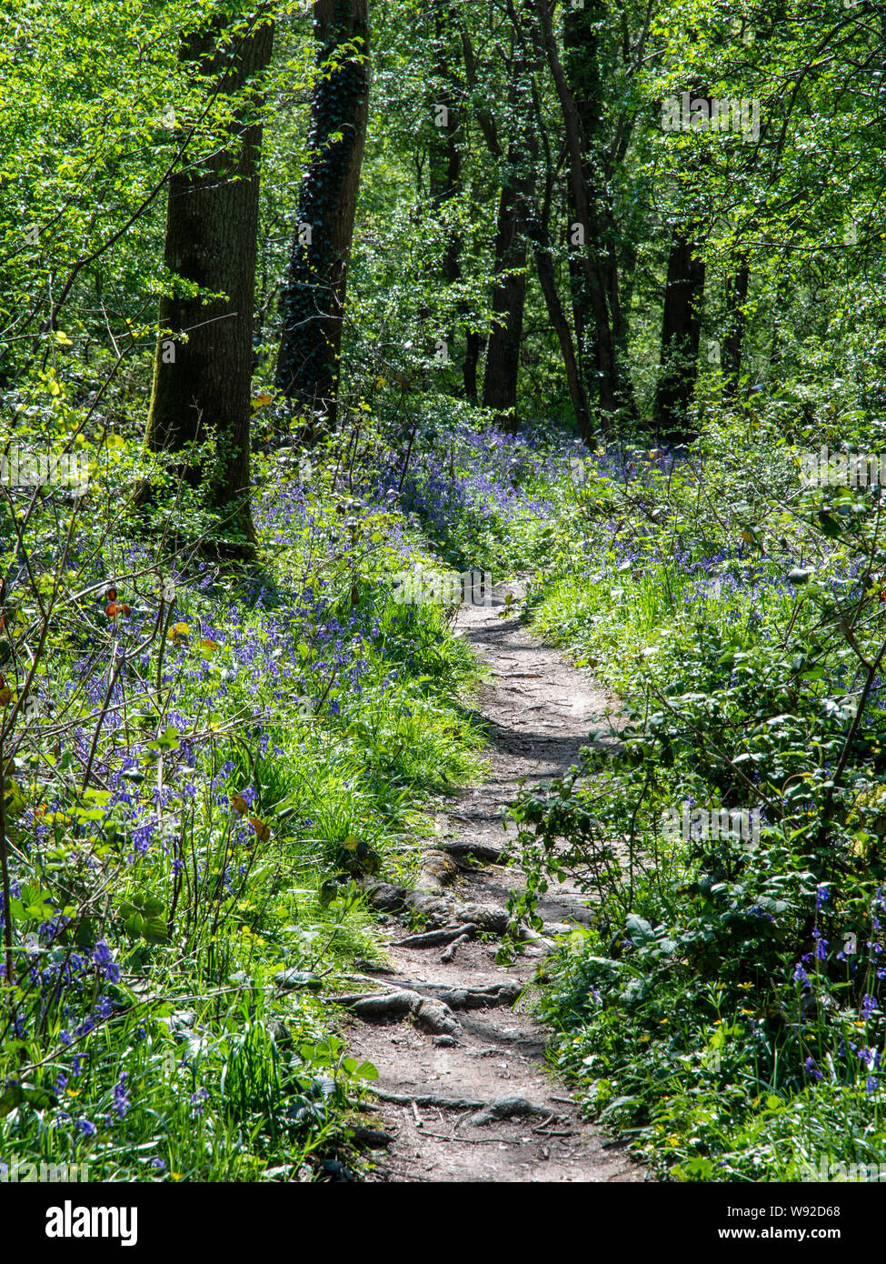 A footpath leads through bluebell woodlands on Duncliffe Hill in North ...